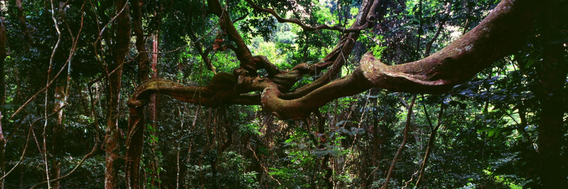 UN unveils strategy to move Gabon from brown to green economy | United ...